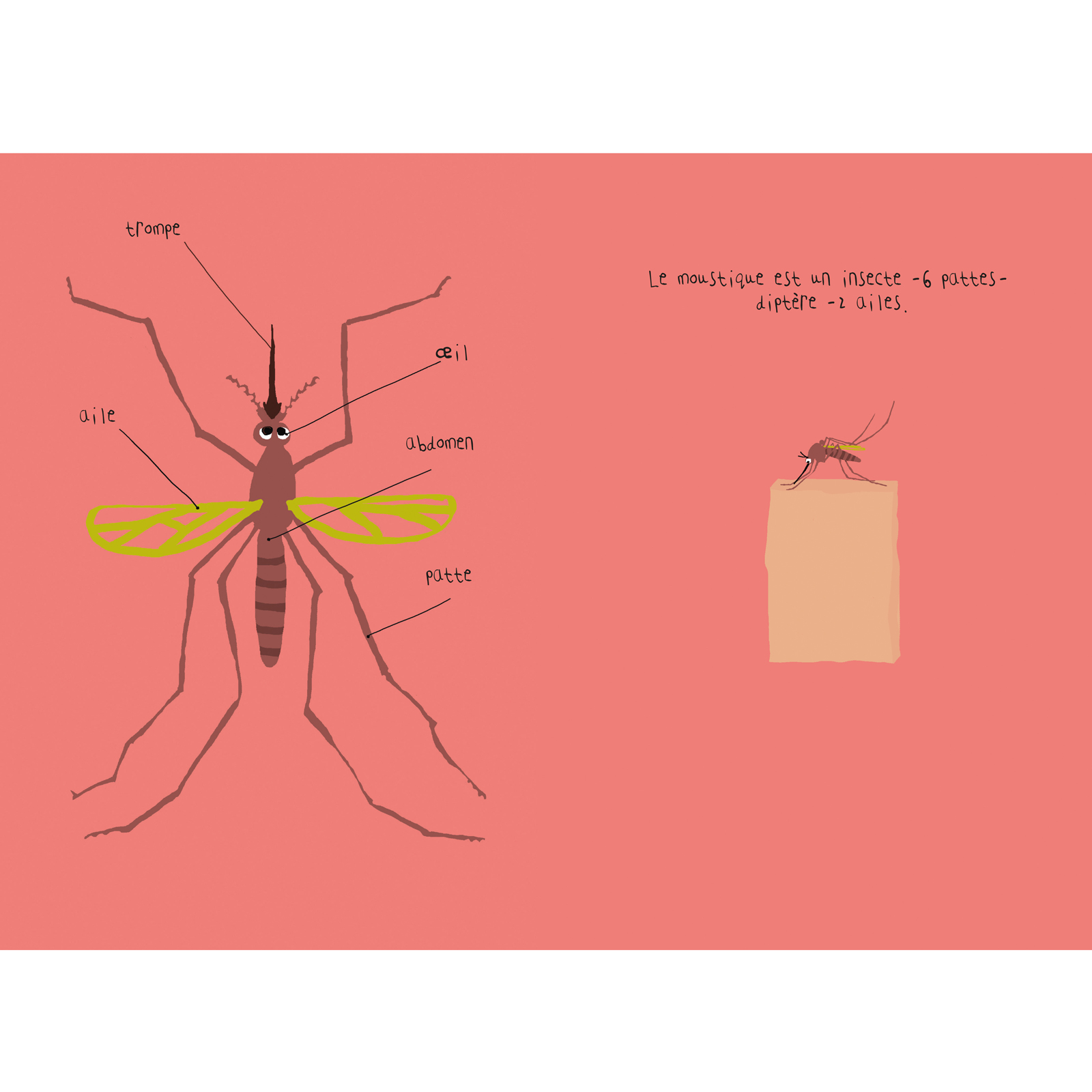 Le moustique | Nature & Découvertes