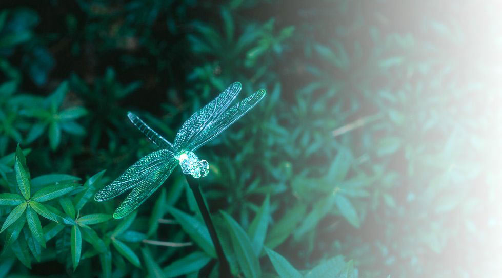 Libellule solaire dansante | Nature & Découvertes