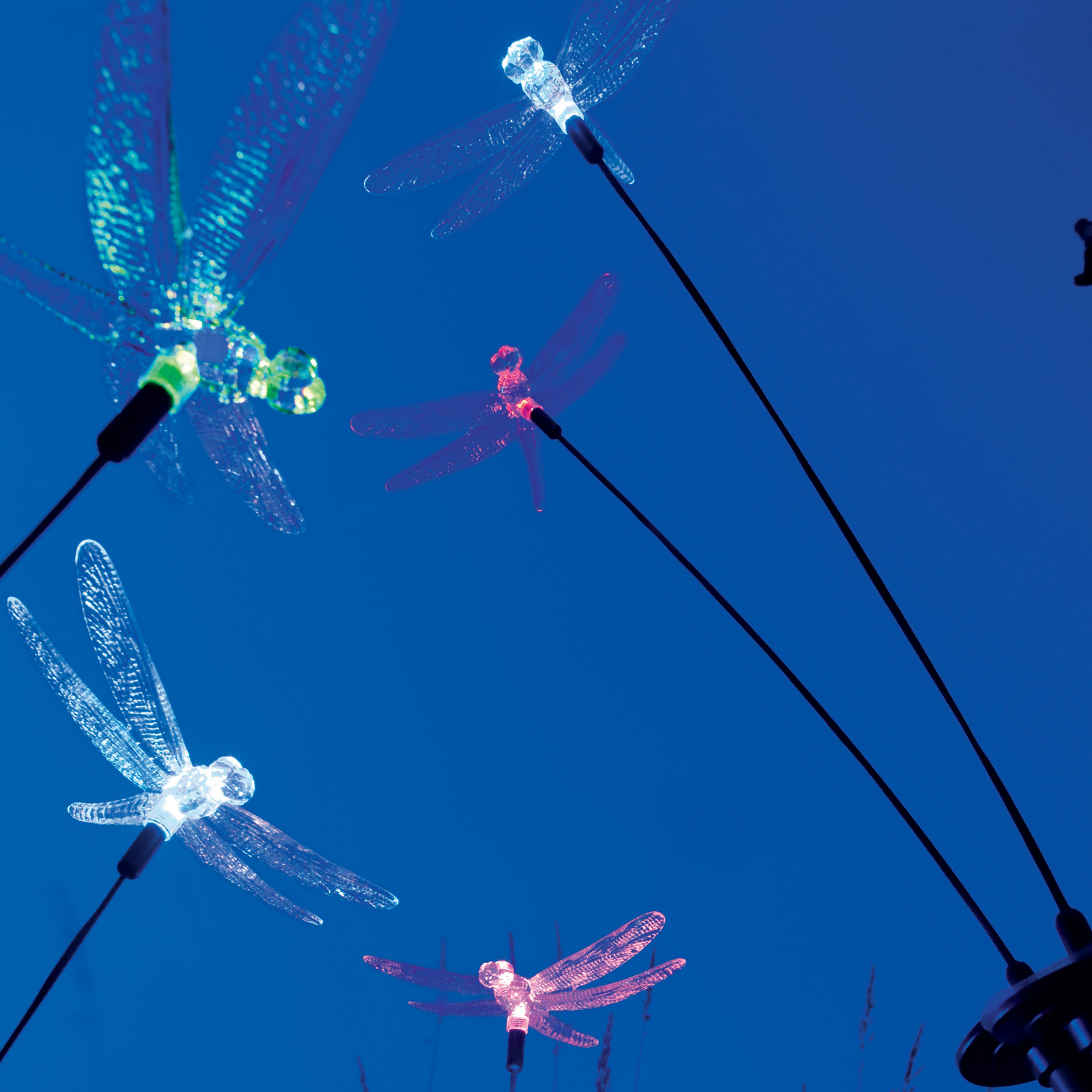 Libellule solaire | Nature & Découvertes